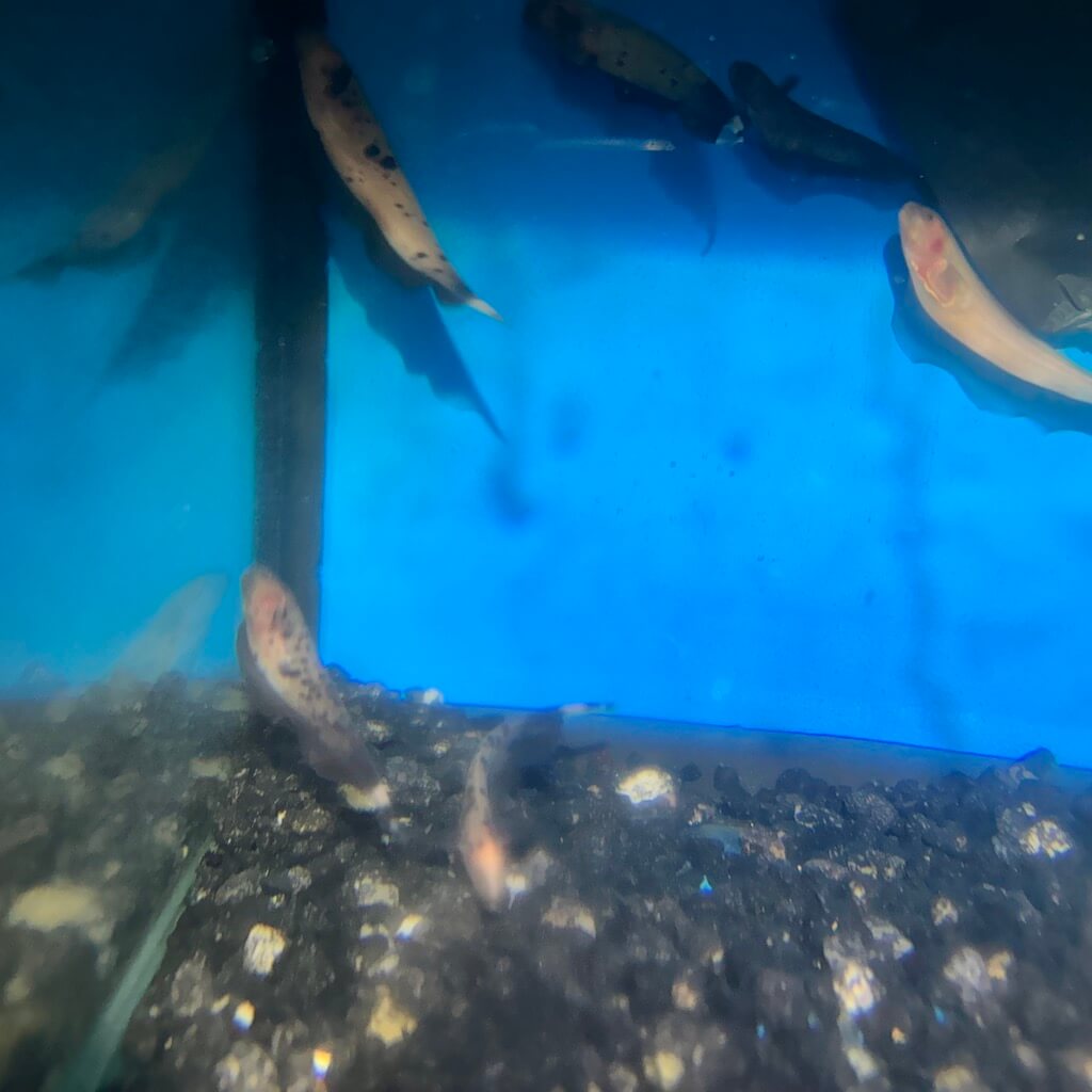 marble ghost knife super rare fish