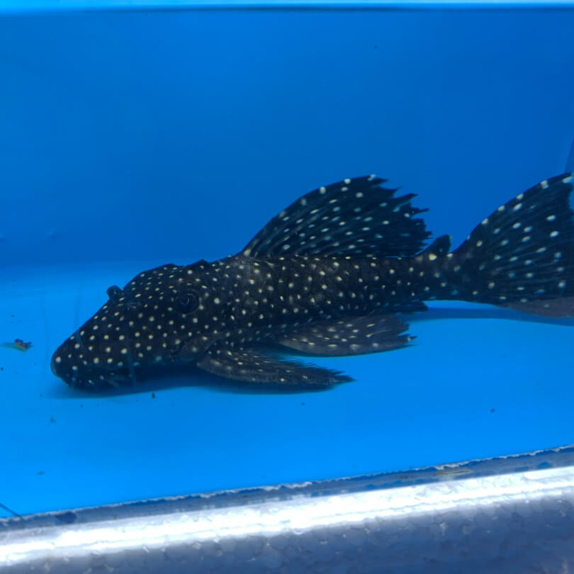 Vampiro Pleco