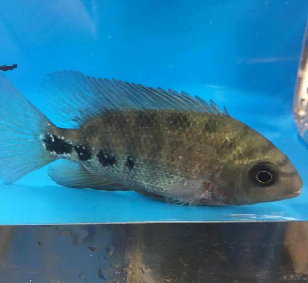 Synspilum cichlid for sale | Exotic Fish Shop | Call 774-400-4598