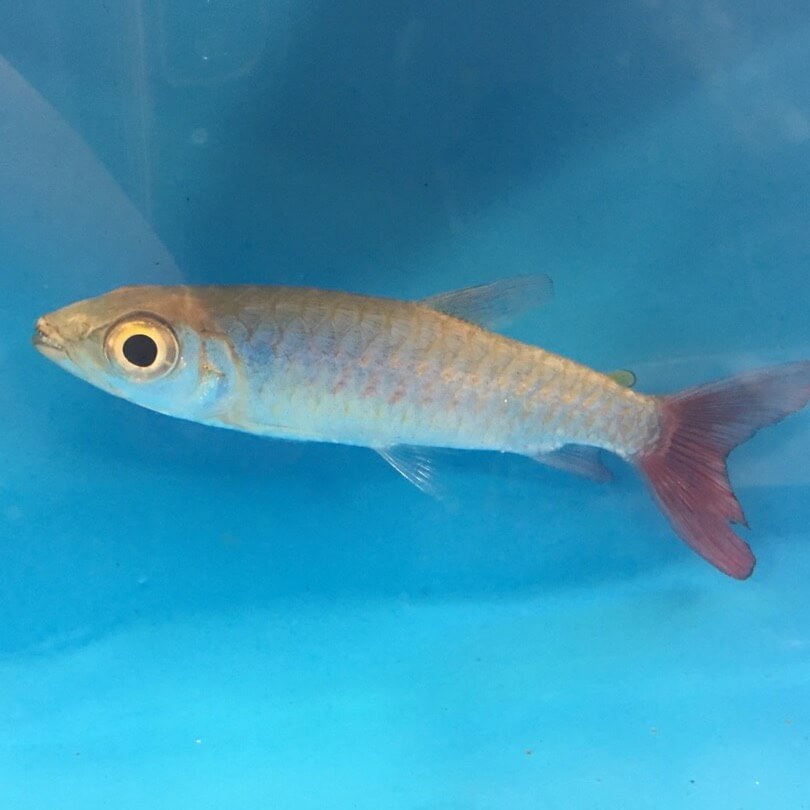 Pinktail chalceus for sale - Exotic Fish Shop - 774-400-4598