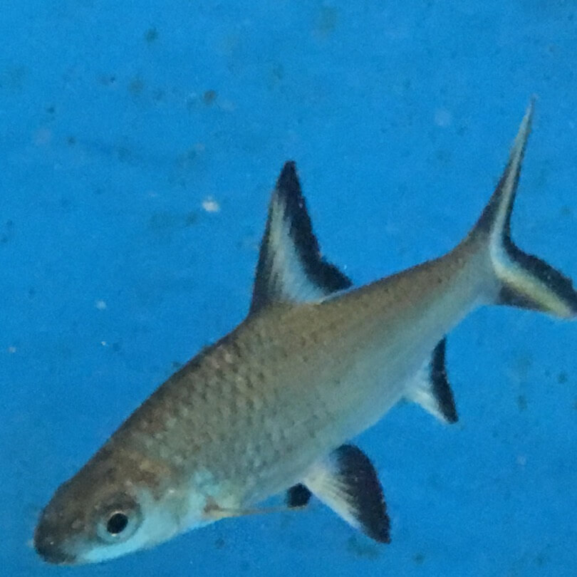 Tricolor shark for sale | Exotic Fish Shop | Call 774-400-4598