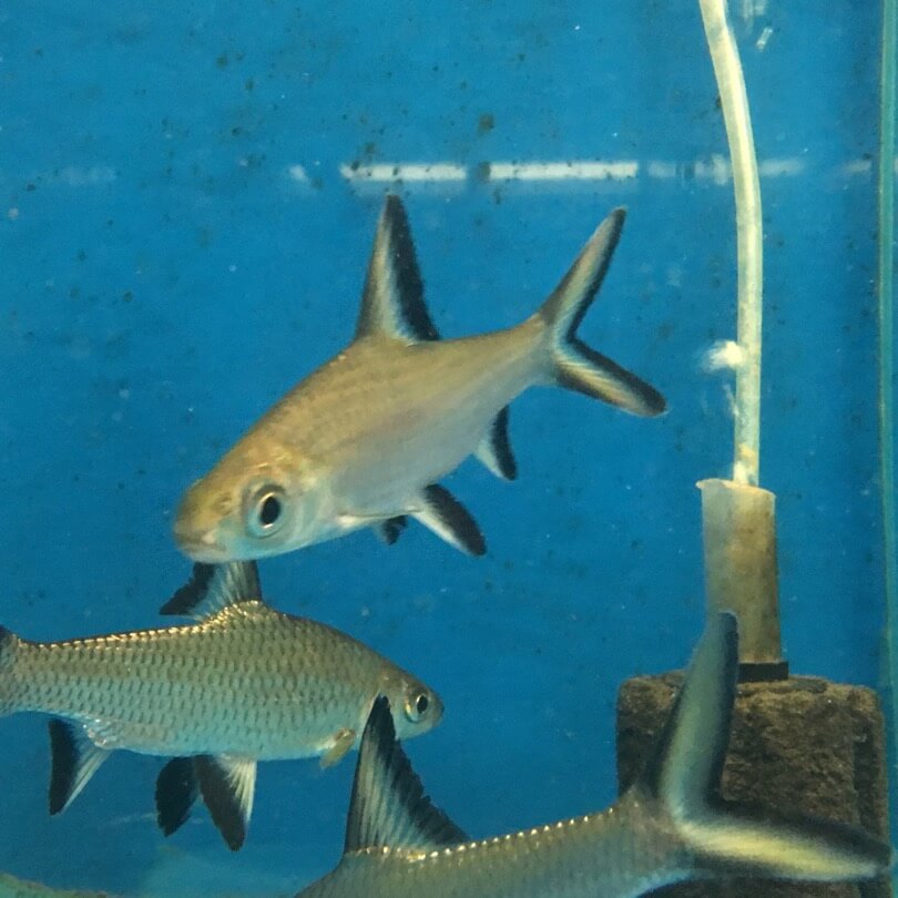 Bala shark for sale - Exotic Fish Shop - 774-400-4598