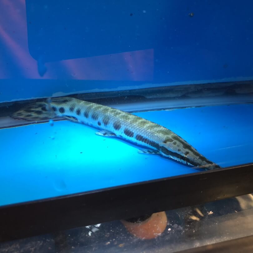 Spotted gar for sale - Exotic Fish Shop - 774-400-4598
