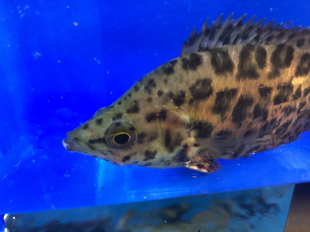 leopard ctenopoma 3" for sale - Exotic Fish Shop - 774-400-4598