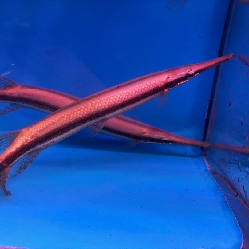 Red gar for sale - Exotic Fish Shop - 774-400-4598