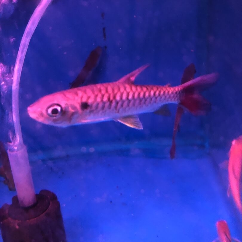 Yellowfin pinktail chalceus for sale - Exotic Fish Shop - 774-400-4598