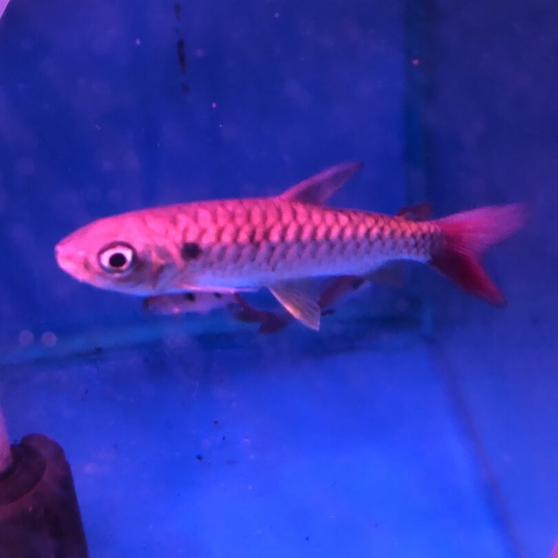 Yellowfin pinktail chalceus for sale - Exotic Fish Shop - 774-400-4598