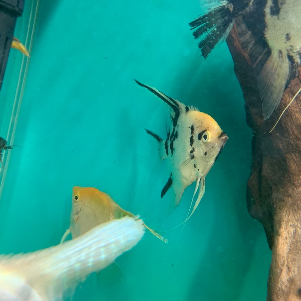 Gold marble angelfish for sale - Exotic Fish Shop - 774-400-4598
