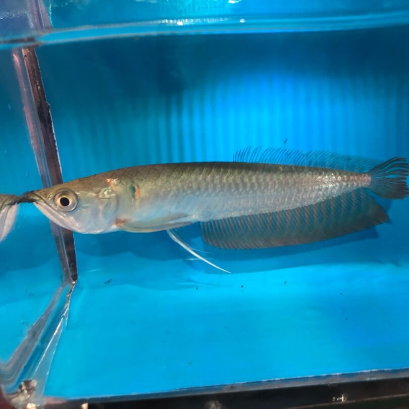 Silver arowana for sale - Exotic Fish Shop - 774-400-4598