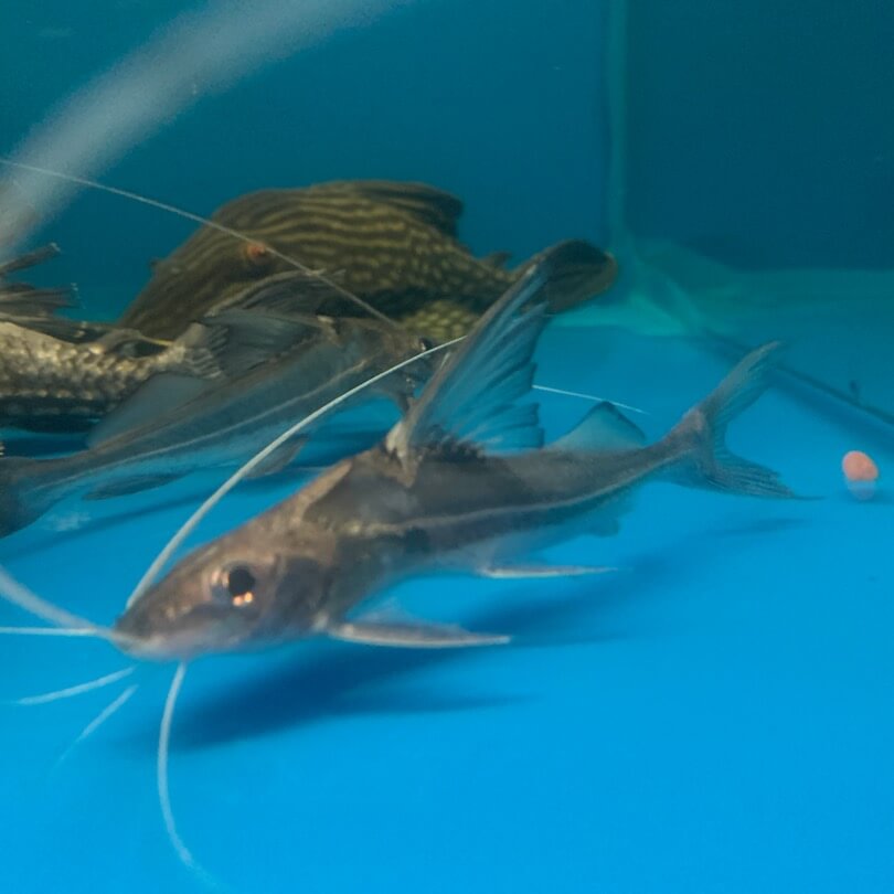 Jumper catfish hifin for sale - Exotic Fish Shop - 774-400-4598