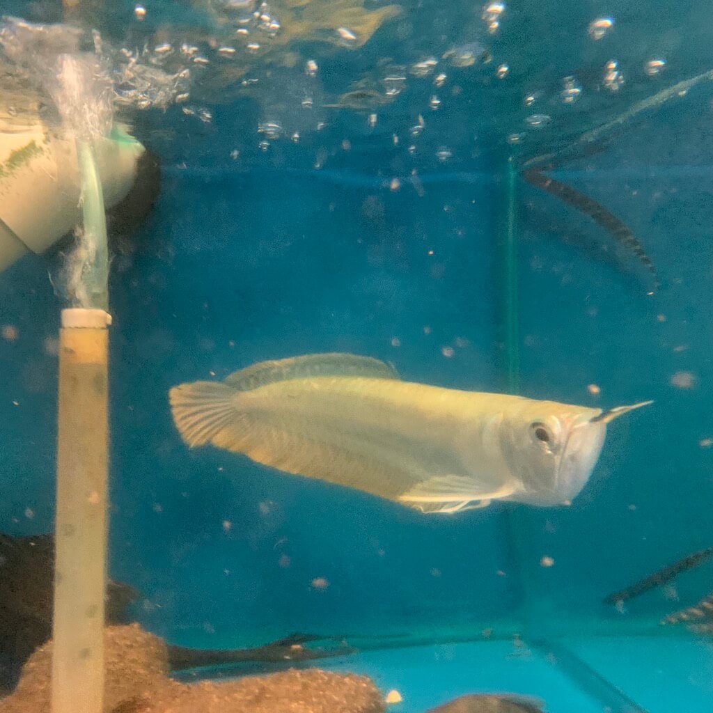 Silver arowana for sale - Exotic Fish Shop - 774-400-4598