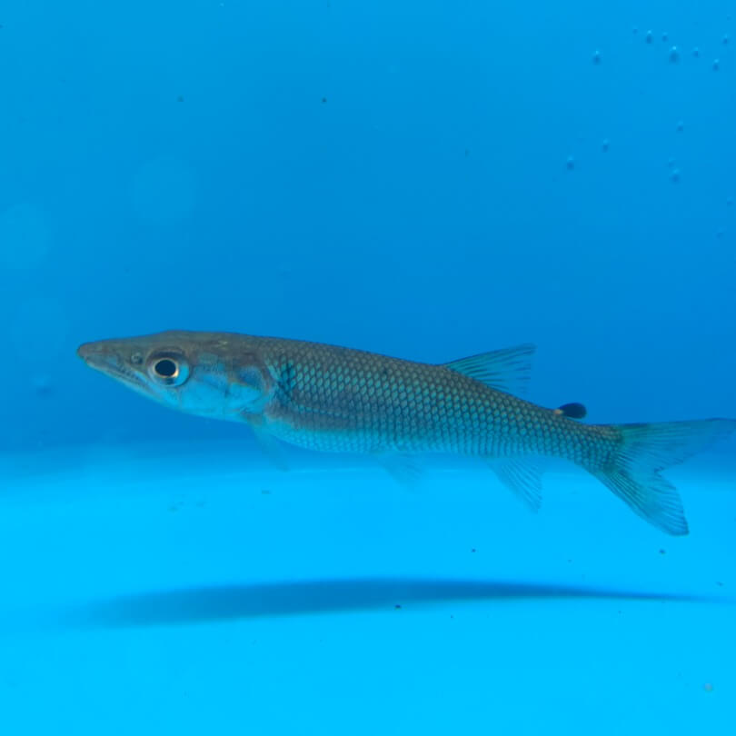 African tiger pike for sale - Exotic Fish Shop - 774-400-4598