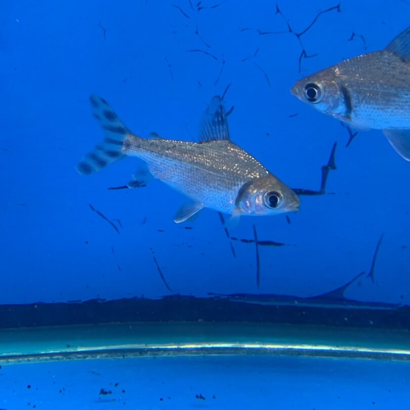 Flagtail prochilodus for sale - Exotic Fish Shop - 774-400-4598