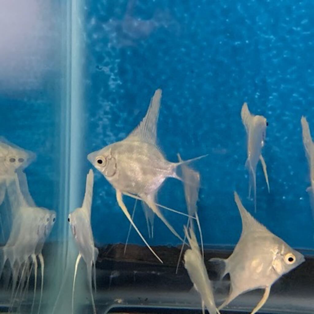 Platinum angelfish for sale - Exotic Fish Shop - 774-400-4598