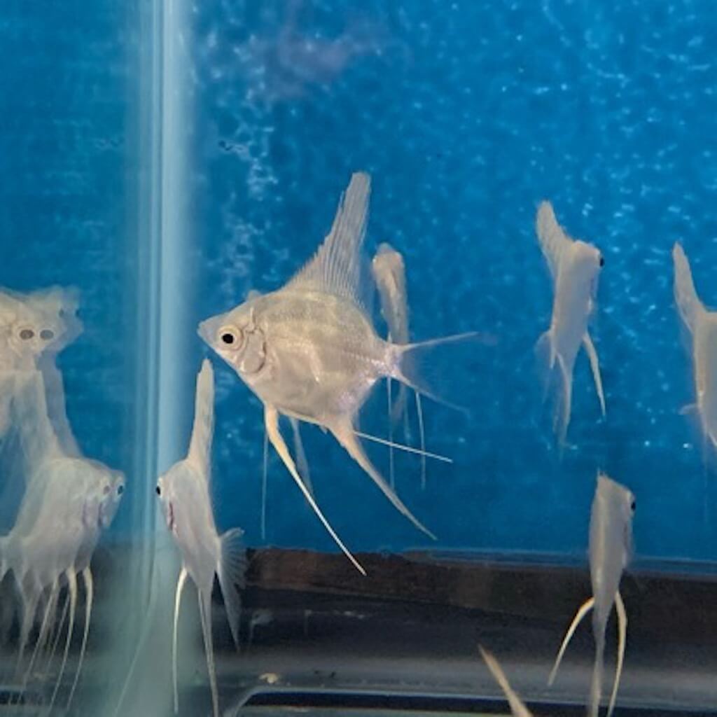 Platinum angelfish for sale - Exotic Fish Shop - 774-400-4598