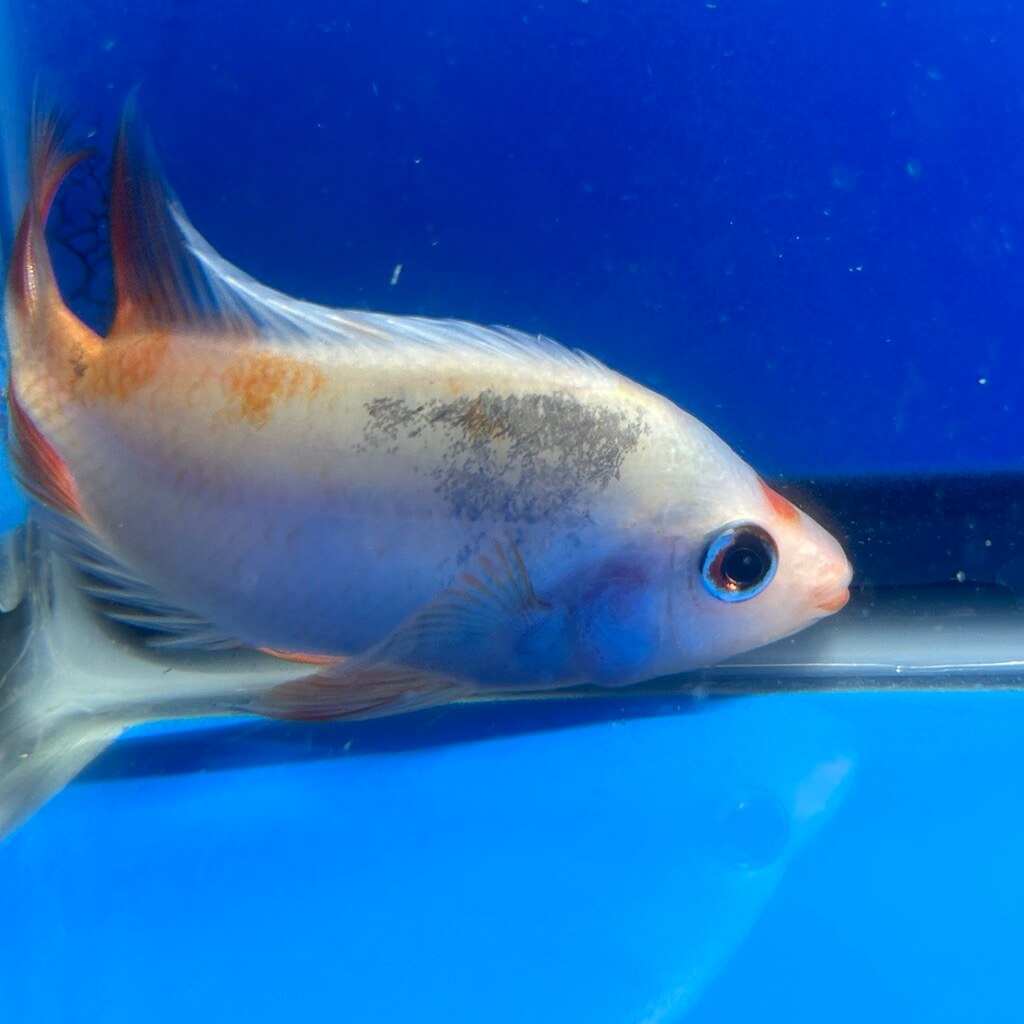 Red devil cichlid for sale - Exotic Fish Shop - 774-400-4598