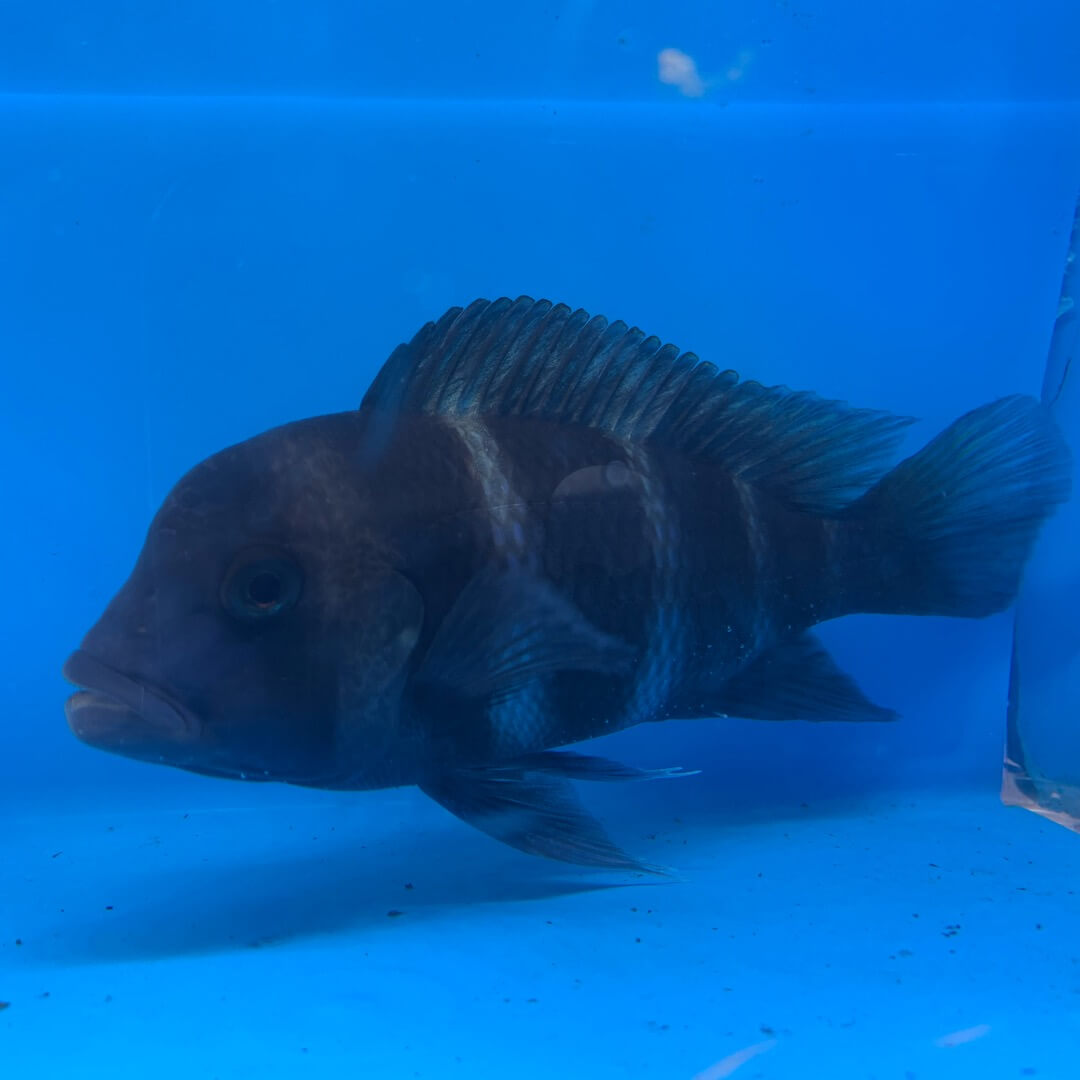Frontosa cichlid - live african cichlid