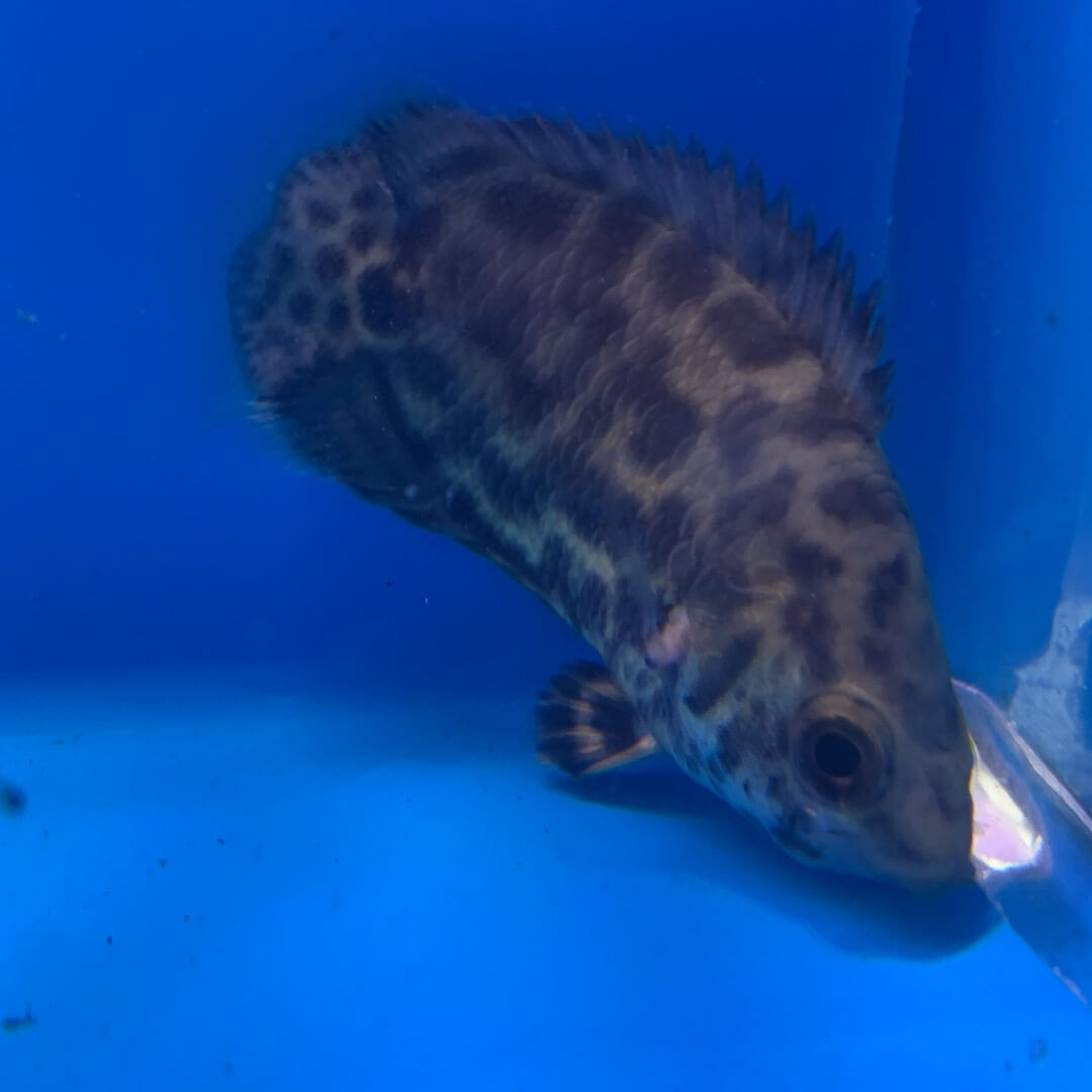 leopard ctenopoma for sale - Exotic Fish Shop - 774-400-4598