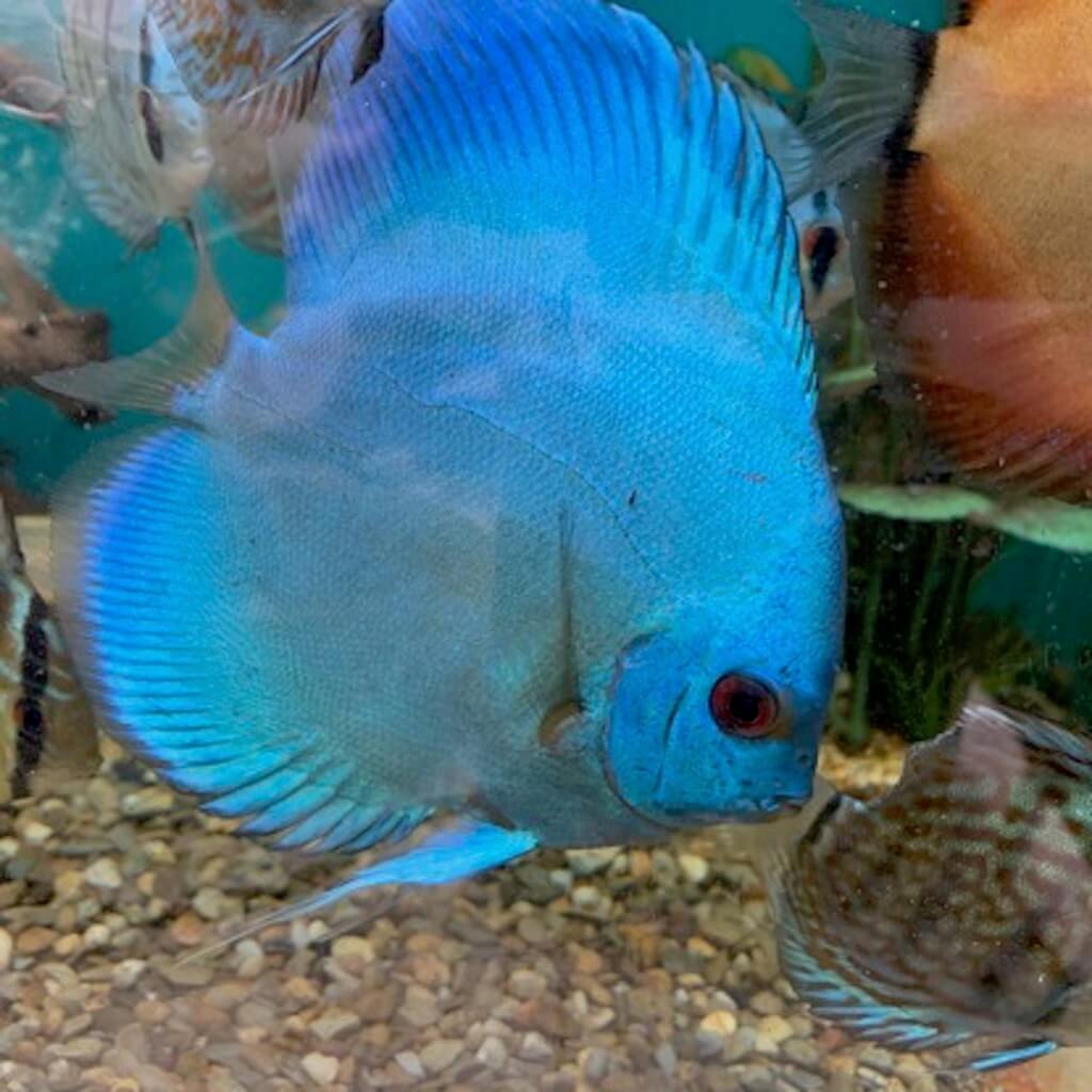 Blue diamond discus for sale - Exotic Fish Shop - 774-400-4598