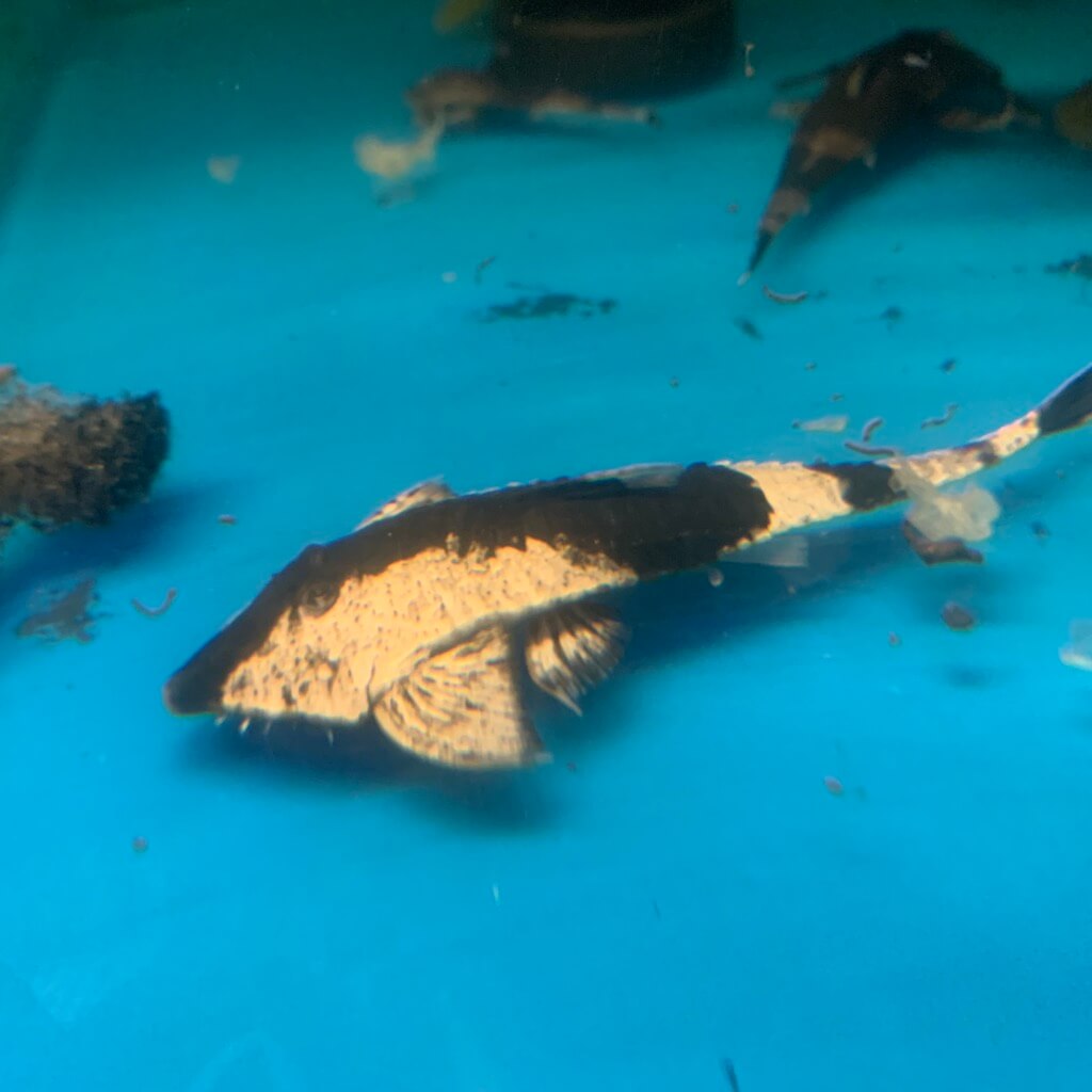Chameleon skunk whiptail cat - rare live tropical fish