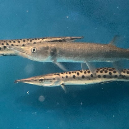 Mosaic gar for sale - Exotic Fish Shop - 774-400-4598