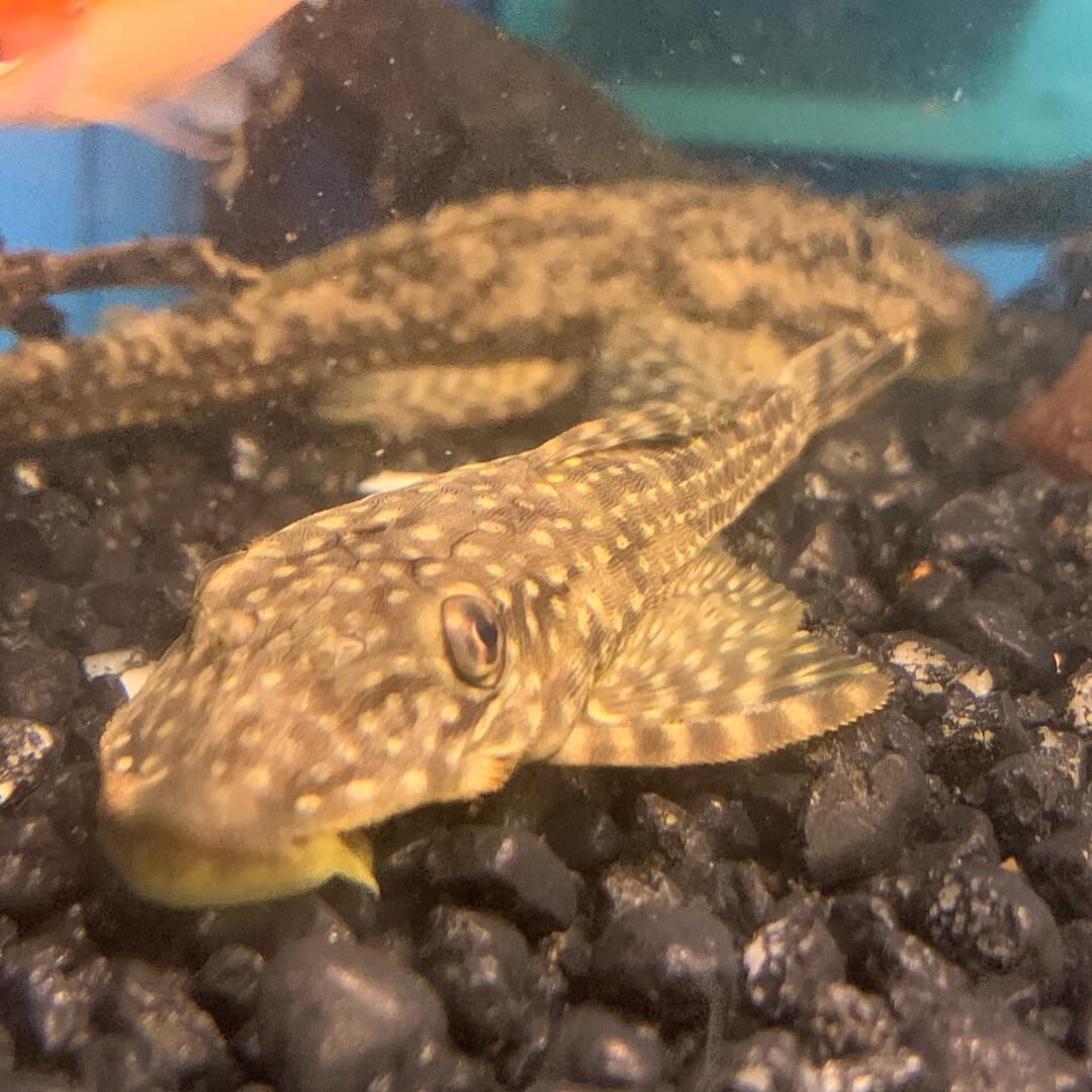 Flat head pleco L-151 for sale - Exotic Fish Shop - 774-400-4598