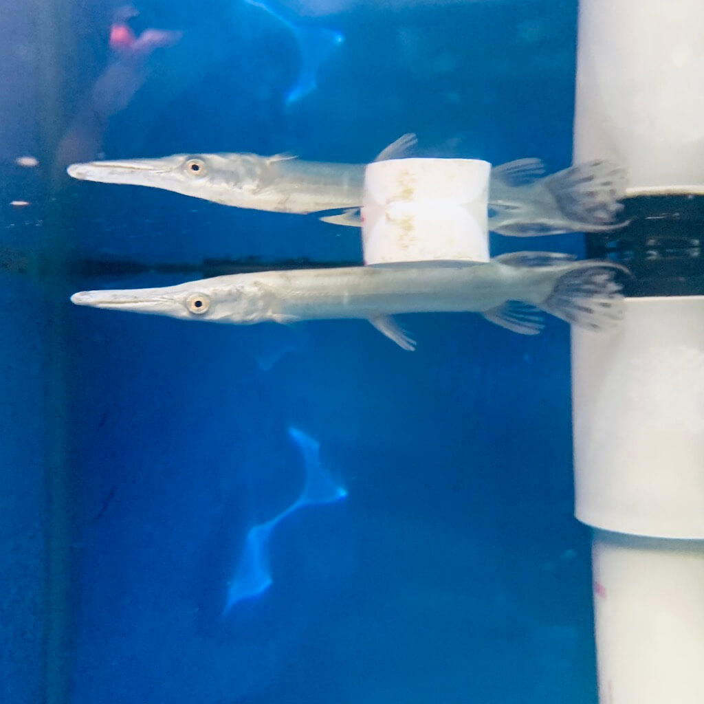 Platinum alligator gar snow grade 4" for sale - Exotic Fish Shop - 774 ...