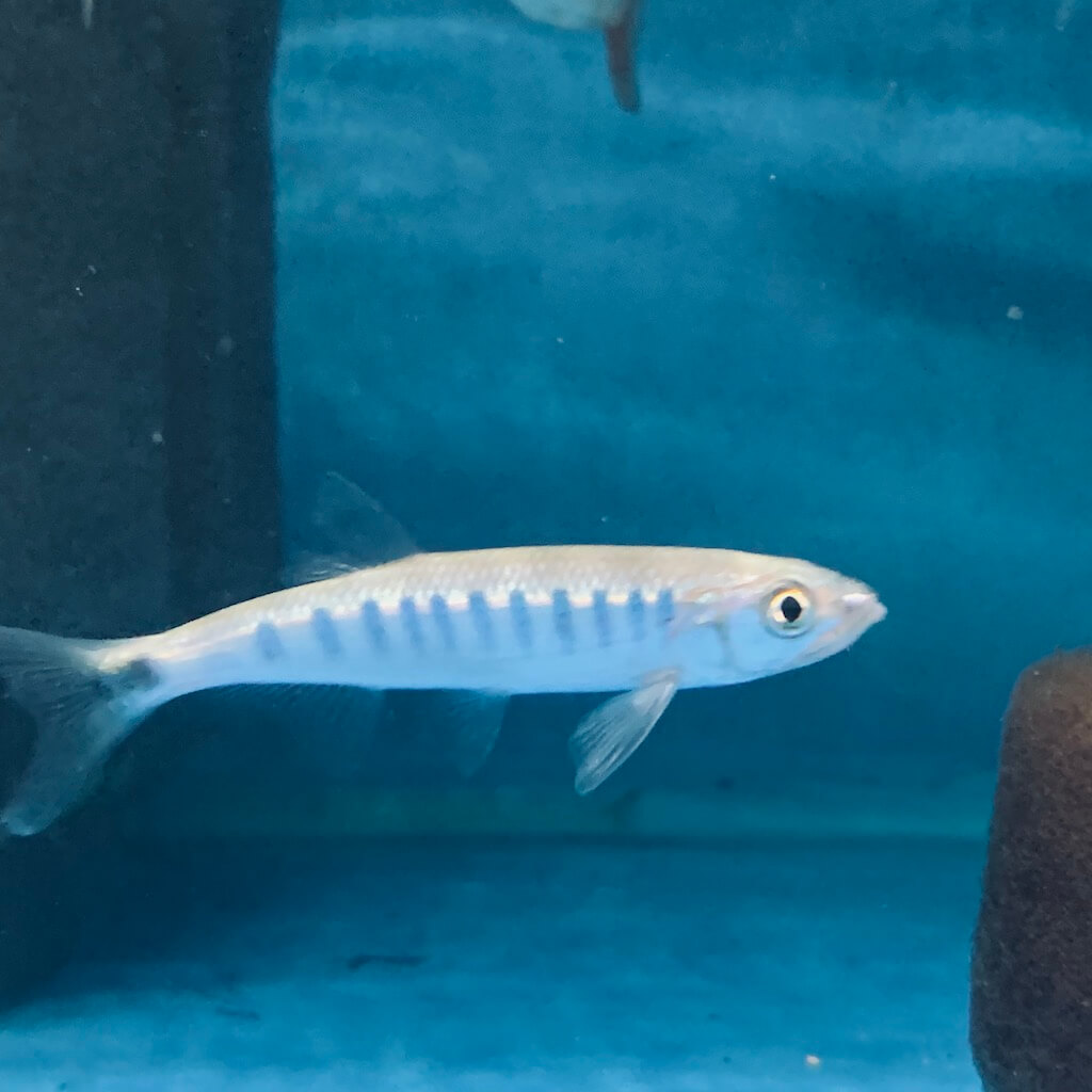 2 pack of Raiamas christyi for sale - Exotic Fish Shop - 774-400-4598