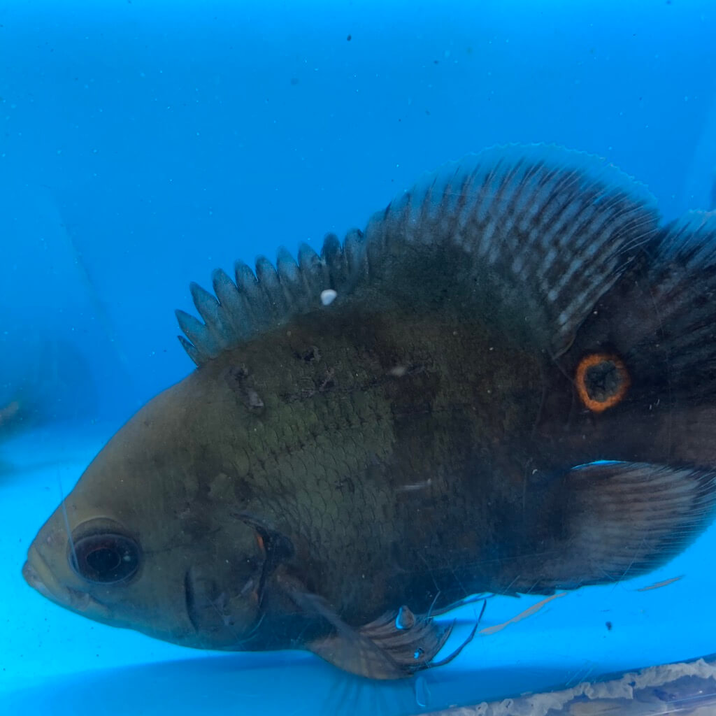 Short body Oscar for sale - Exotic Fish Shop - 774-400-4598