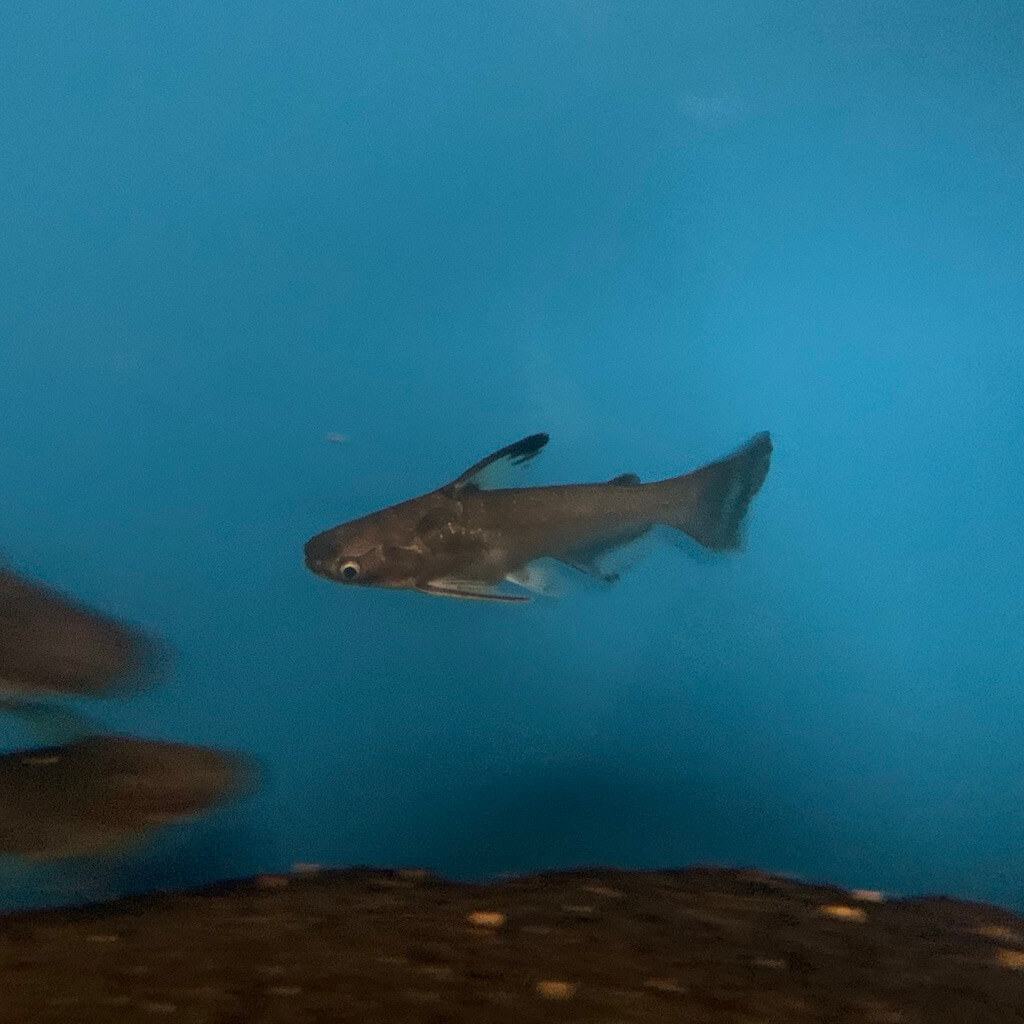 Zamora catfish 3-4" in length for sale - Exotic Fish Shop - 774-400-4598