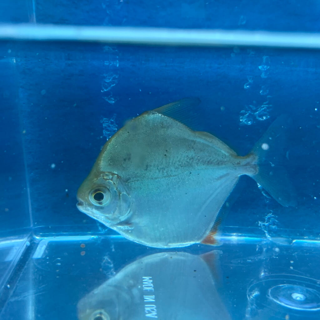 Silver dollar for sale - Exotic Fish Shop - 774-400-4598