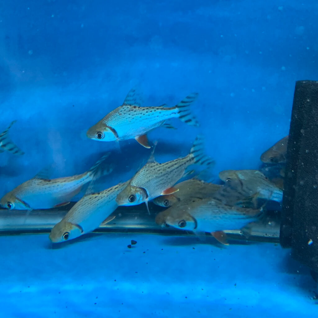 Flagtail prochilodus 3.5-4" for sale - Exotic Fish Shop - 774-400-4598