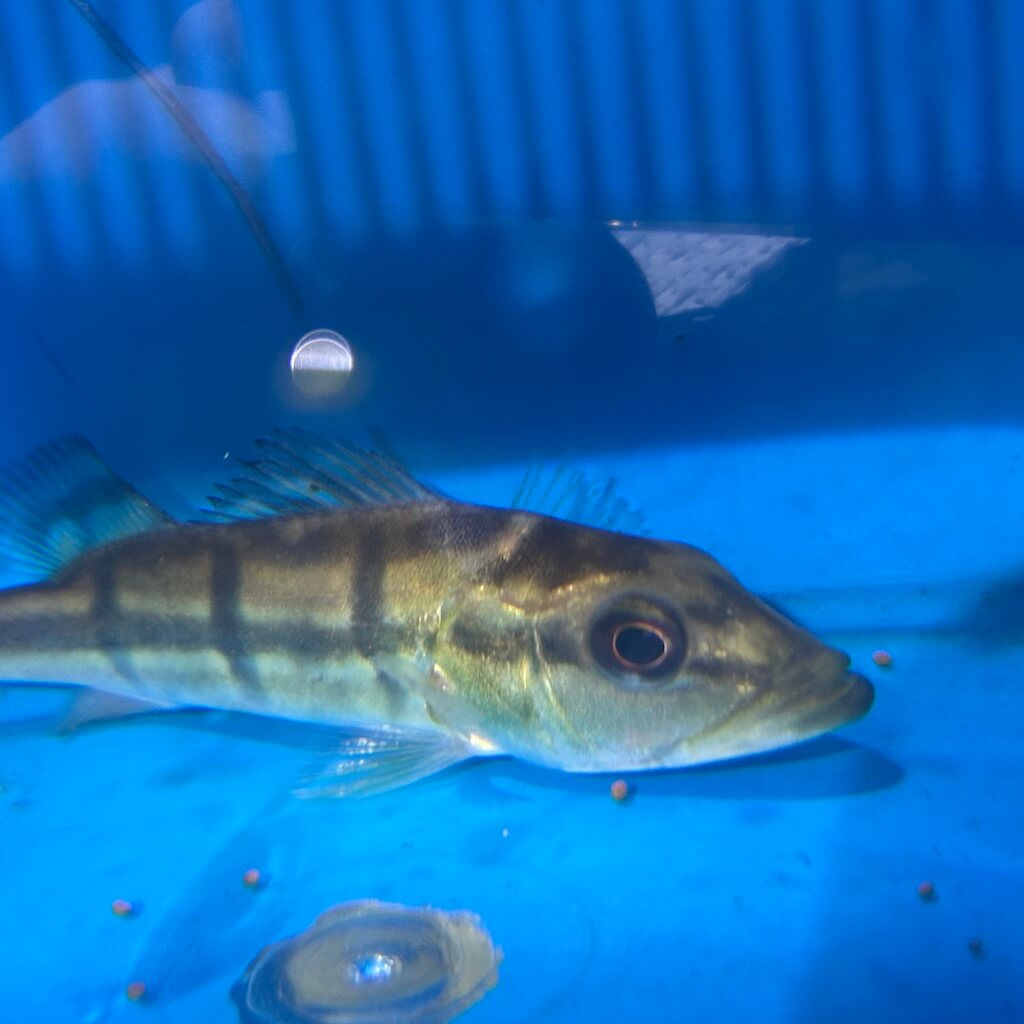 Temensis peacock bass for sale - Exotic Fish Shop - 774-400-4598