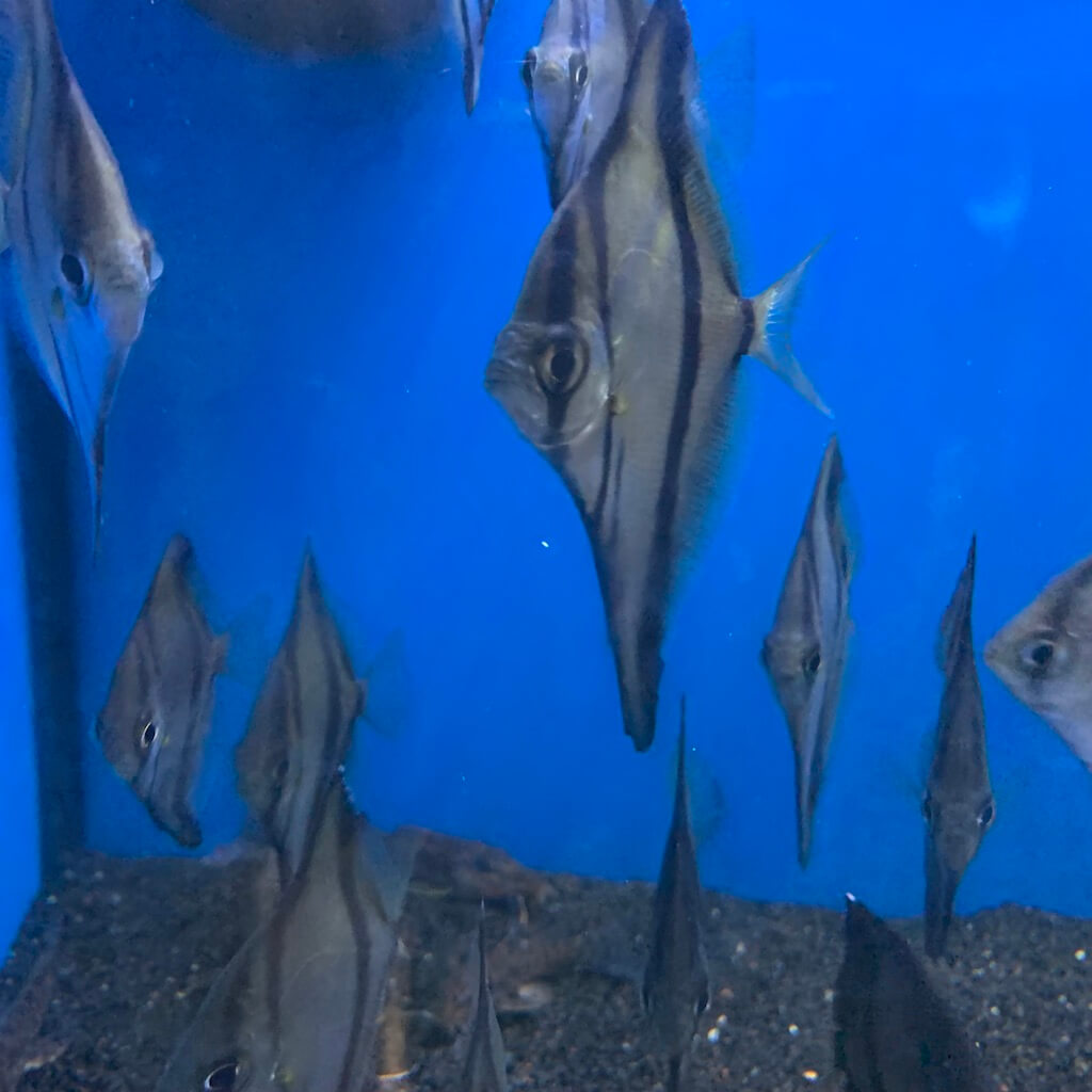 Mono sebae for sale - Exotic Fish Shop - 774-400-4598