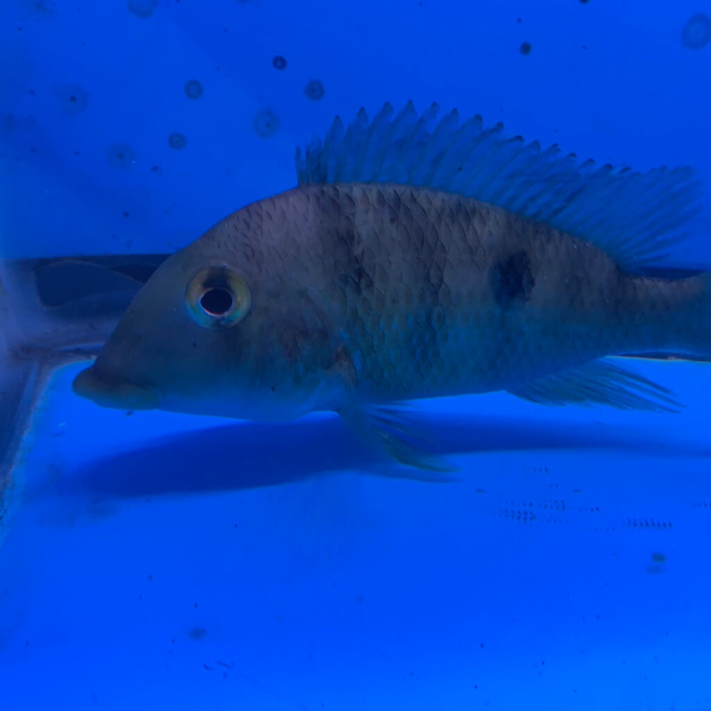Geophagus pellegrini for sale - Exotic Fish Shop - 774-400-4598