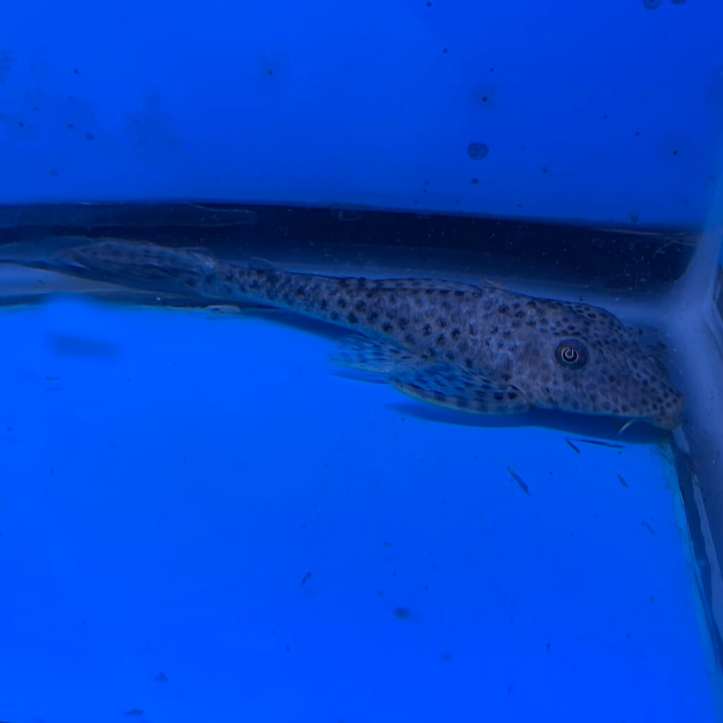 Red Fin Thresher Pleco L116 for sale - Exotic Fish Shop - 774-400-4598