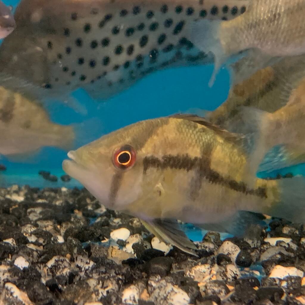 Myersi Basketmouth Cichlid for sale - Exotic Fish Shop - 774-400-4598