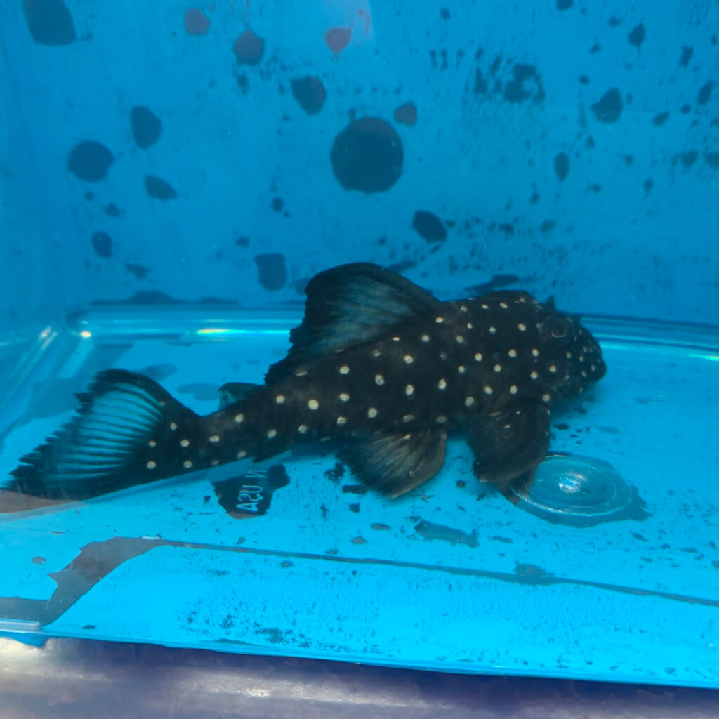 L-102 true inspector pleco san felipe river for sale - Exotic Fish Shop ...