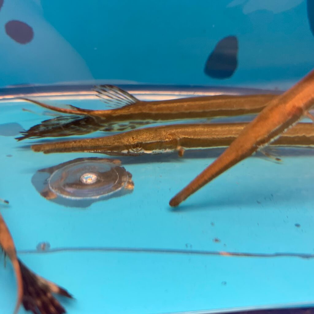 True spotted gar(Lepisosteus oculatus) for sale - Exotic Fish Shop ...