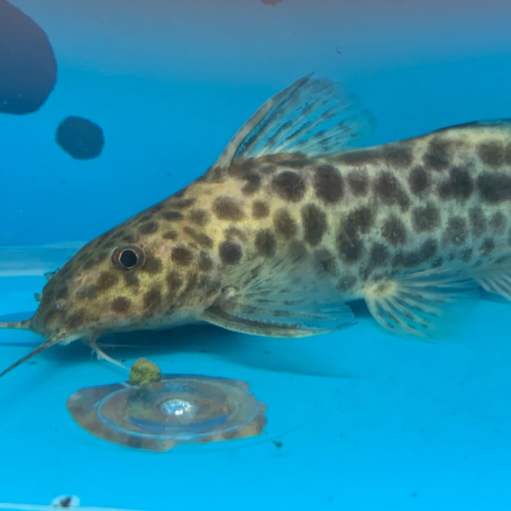 Synodontis camelopardalis for sale - Exotic Fish Shop - 774-400-4598