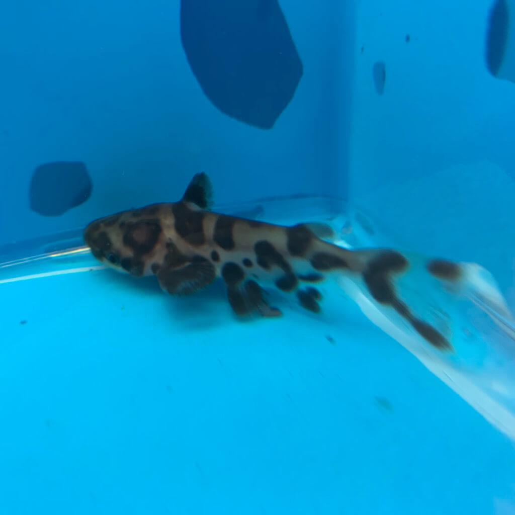 Ageneiosus Marmoratus - bocon catfish for sale - Exotic Fish Shop - 774 ...