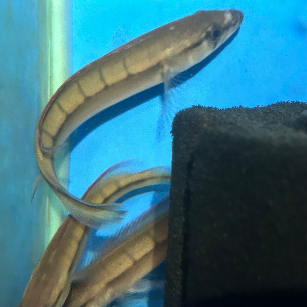 Red pike cichlid sp2 for sale - Exotic Fish Shop - 774-400-4598
