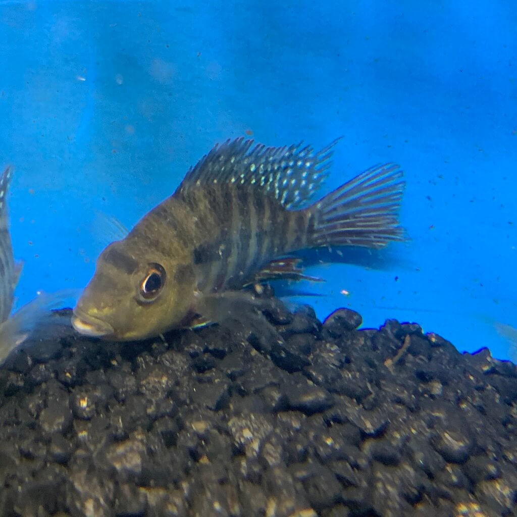 longimaus cichlid for sale - Exotic Fish Shop - 774-400-4598