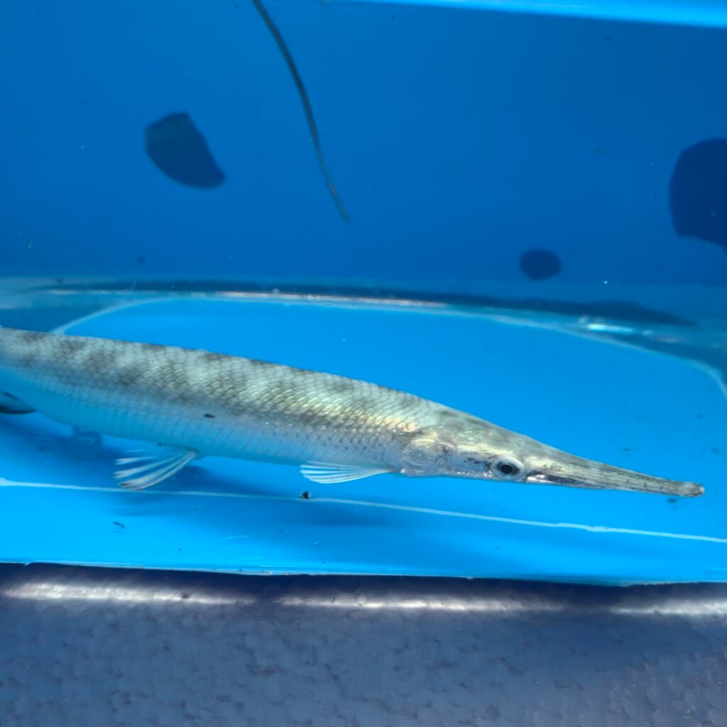 Platinum spotted gar for sale - Exotic Fish Shop - 774-400-4598
