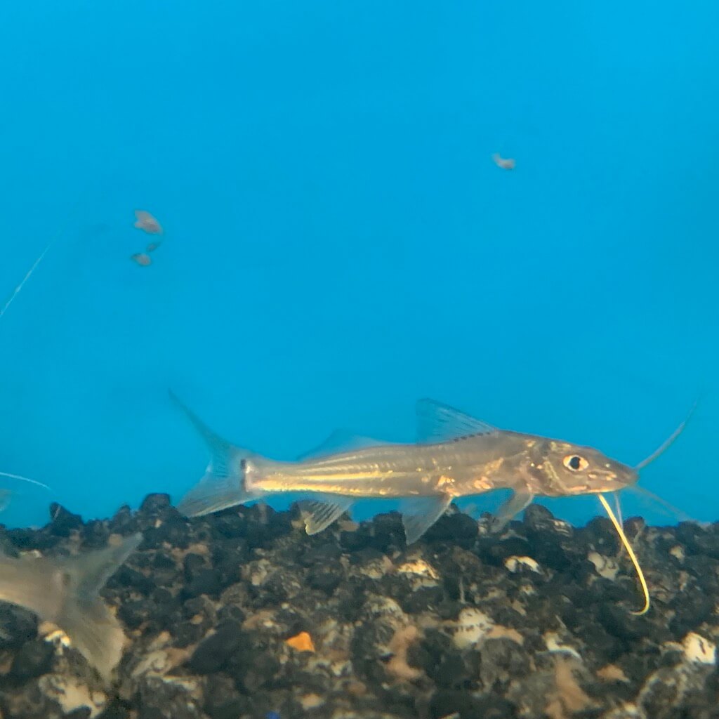 Gold amazon catfish (Piramutana pitramuta) for sale - Exotic Fish Shop ...