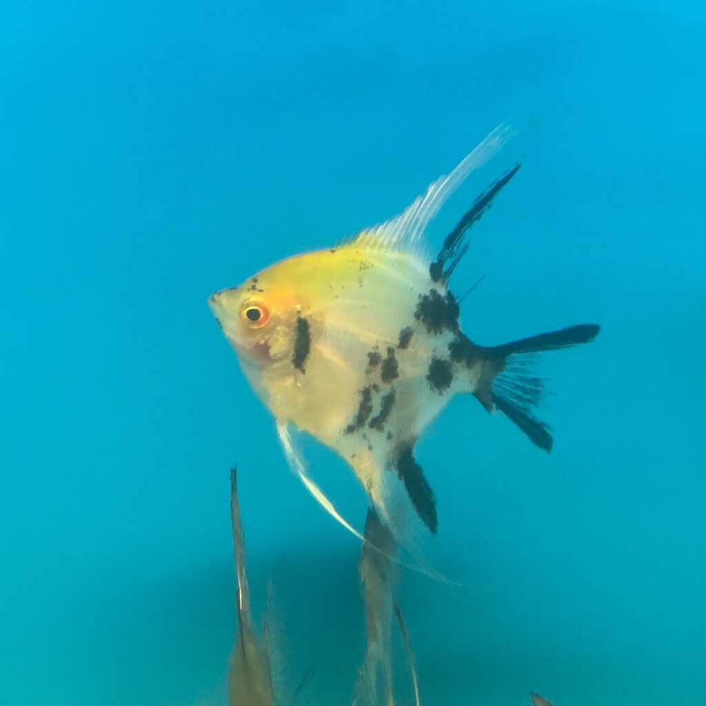 Tricolor angel fish for sale - Exotic Fish Shop - 774-400-4598