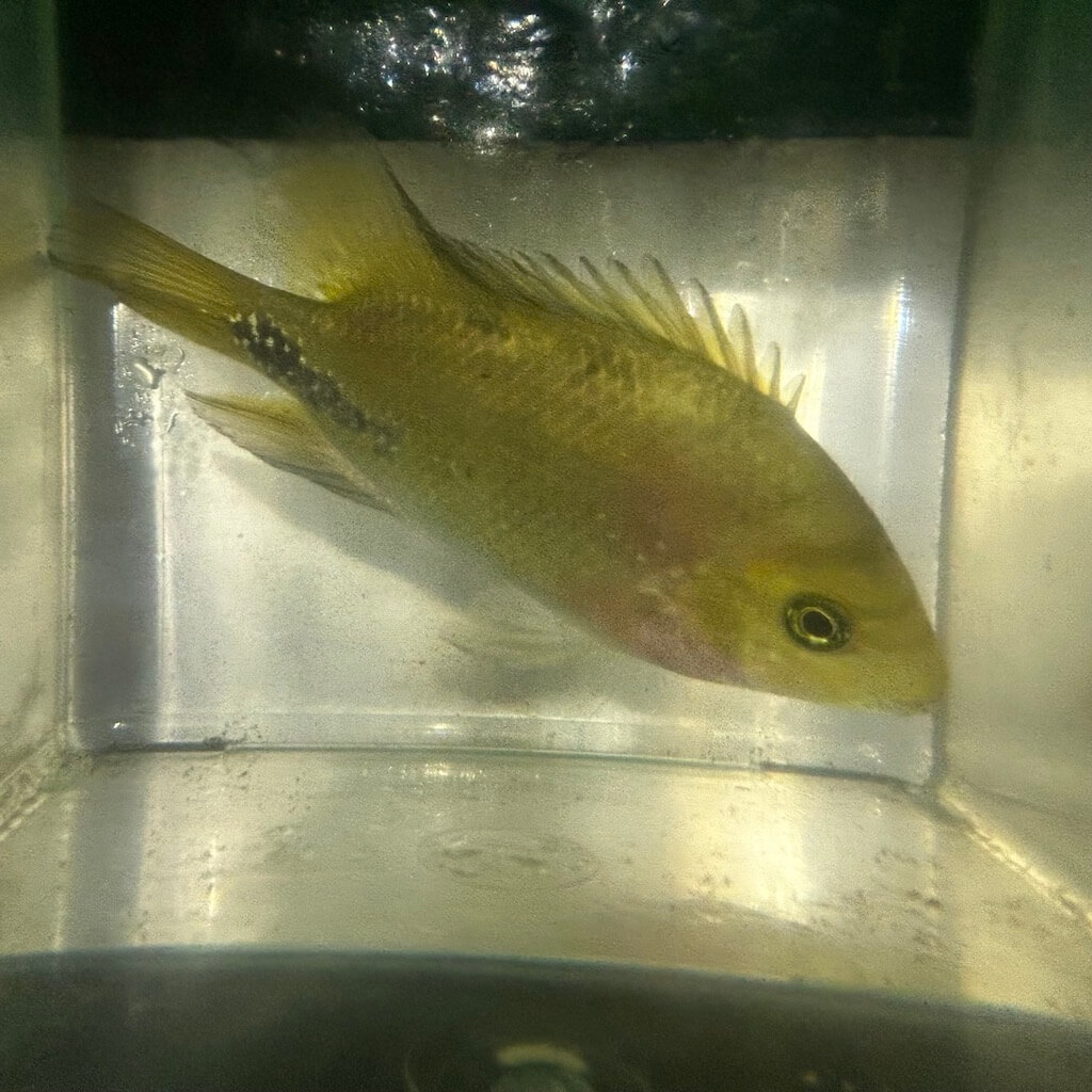 Fire Cichlid