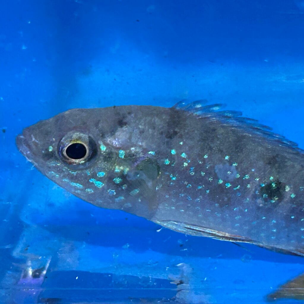 Jewel cichlid (wild caught) for sale - Exotic Fish Shop - 774-400-4598