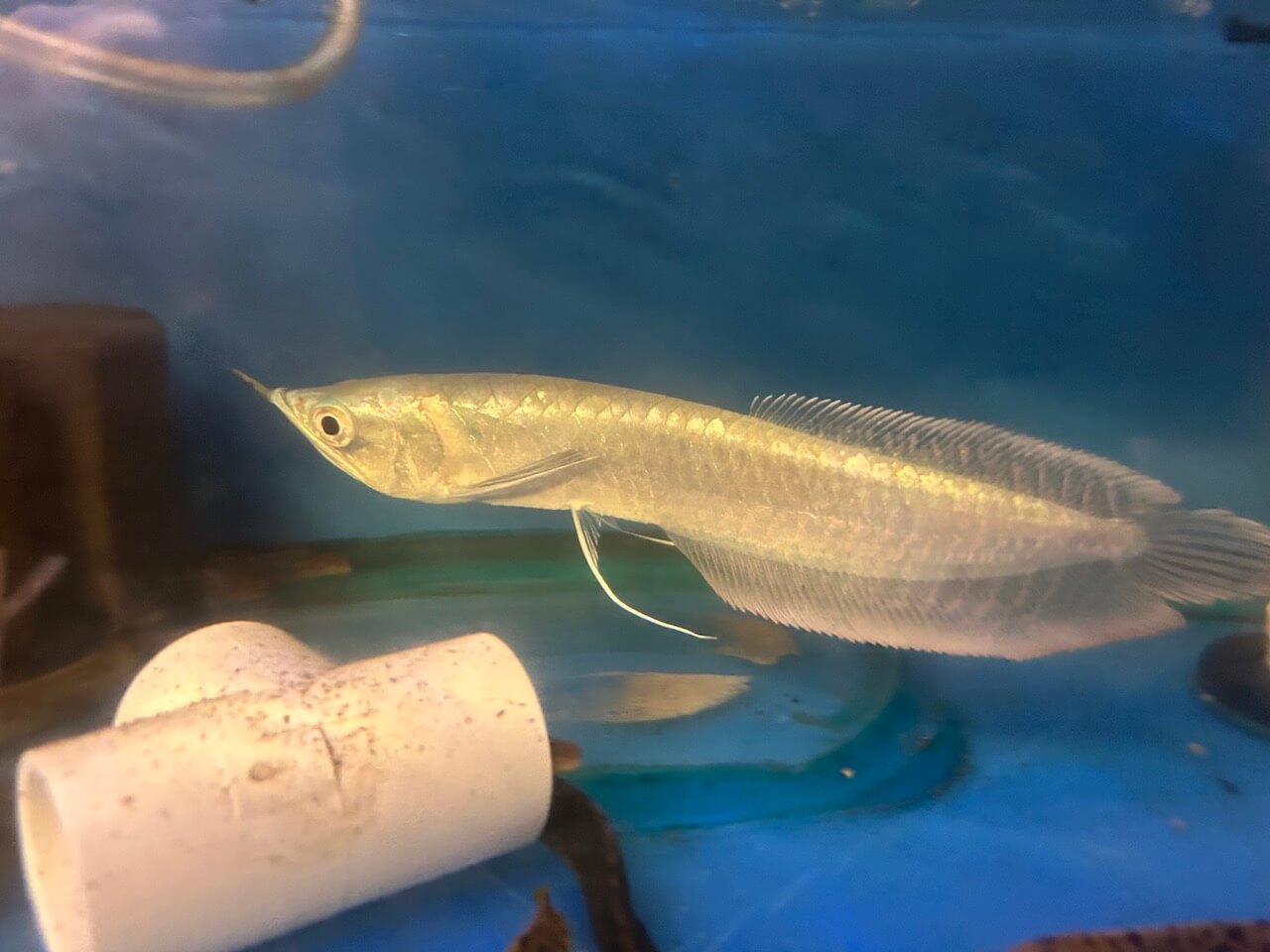 High shine silver arowana for sale - Exotic Fish Shop - 774-400-4598