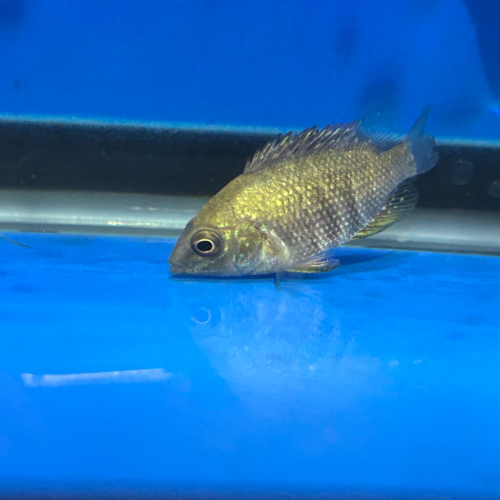 Ornatus cichlid 2" for sale - Exotic Fish Shop - 774-400-4598